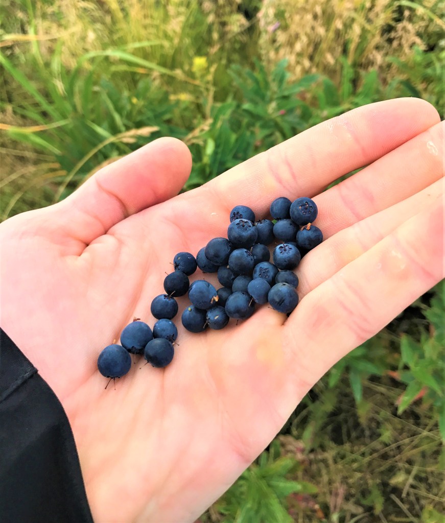 Blueberry Bloom – Alaska: Village to Village