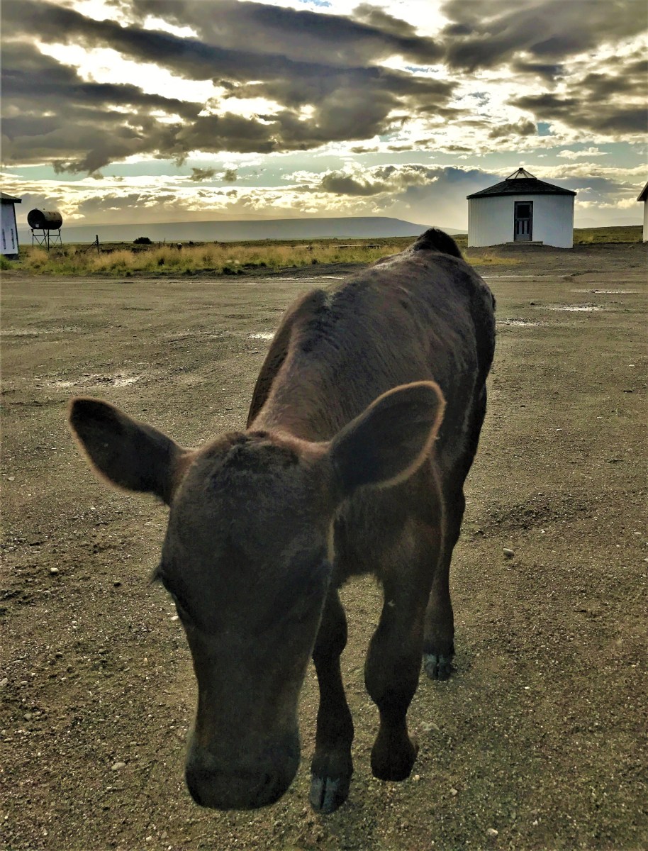 CoCo Chronicles #1 – Alaska: Village to Village